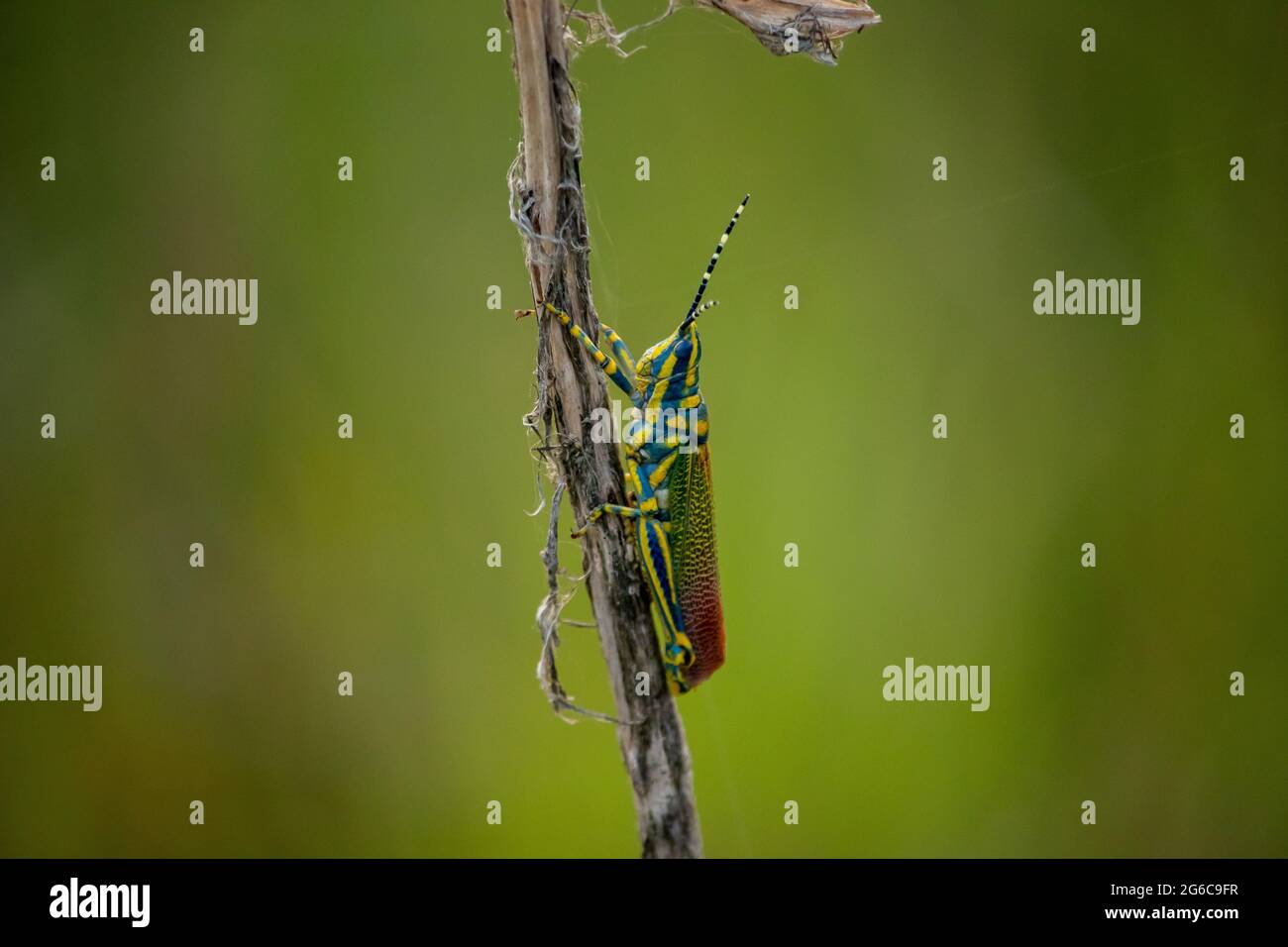 A beautiful and unique Grasshopper Stock Photo - Alamy