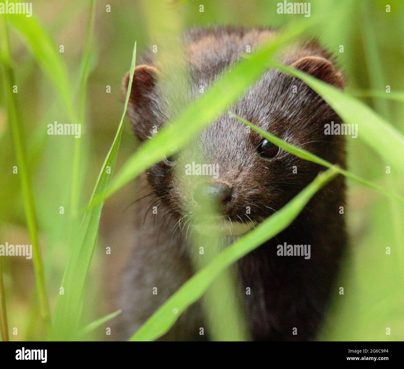 Mink Farm High Resolution Stock Photography and Images - Alamy