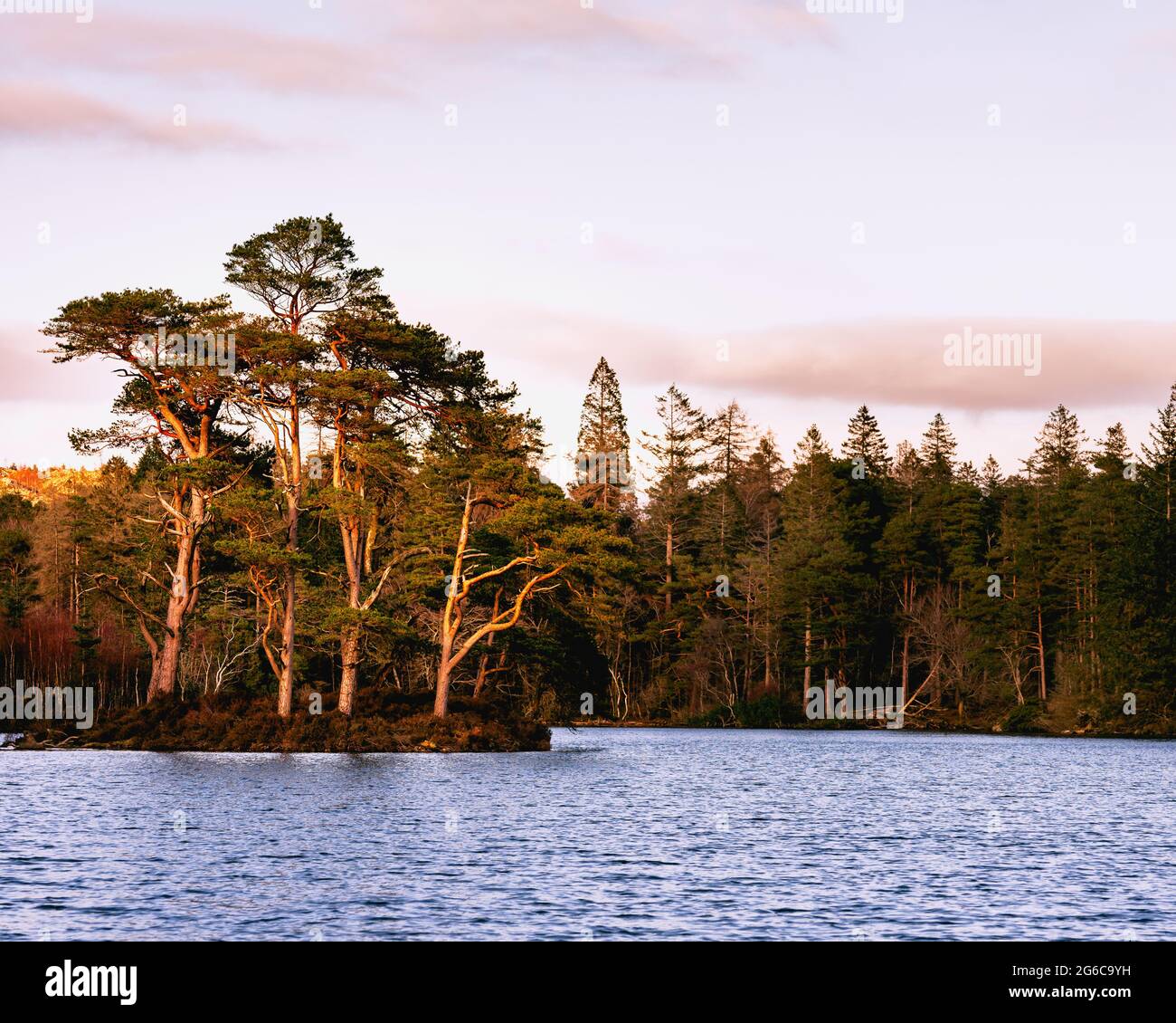 Tarn Hows Tree Island in the middle of the tarn taken at sunset just as ...