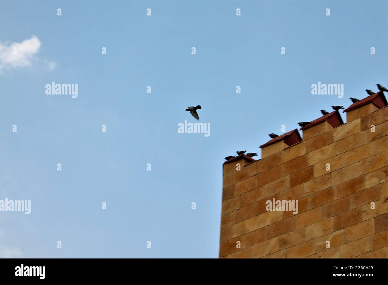 castle walls and the birds flying in the air waiting for the ramparts ...