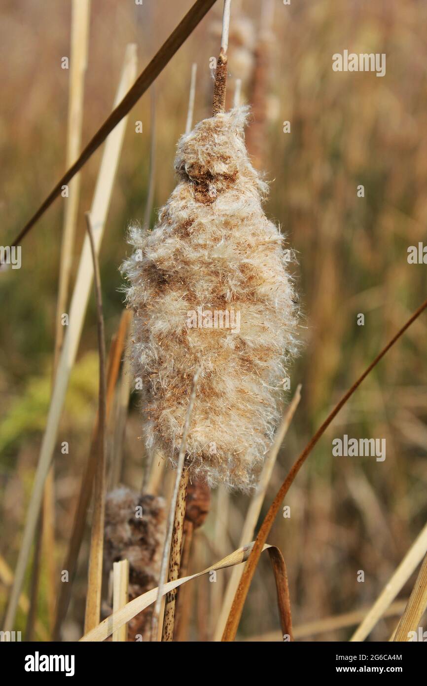 Cattails growing on beautiful hi-res stock photography and images - Alamy