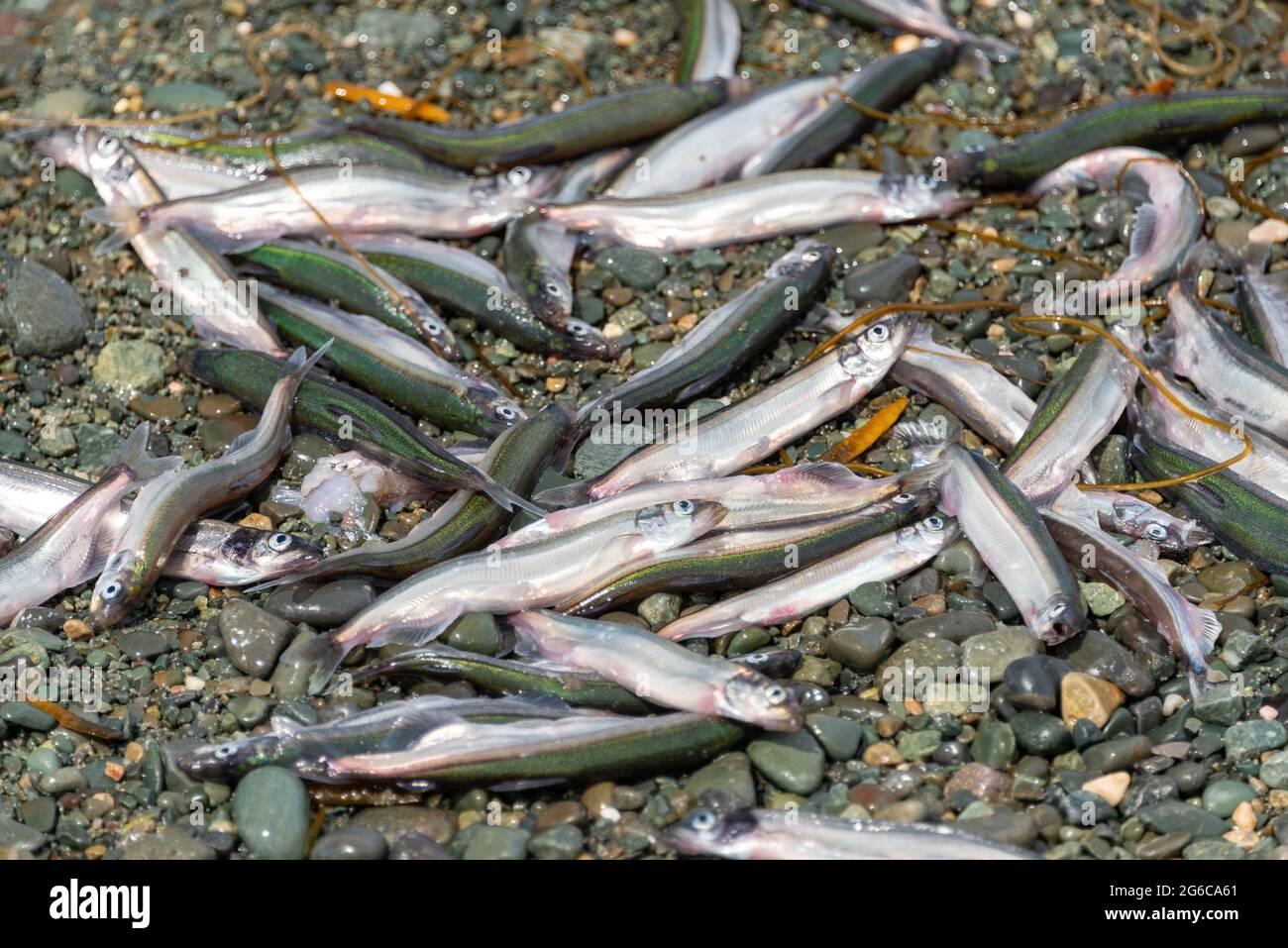 Small fresh female capelin fish or capelin smelt with green and silver ...
