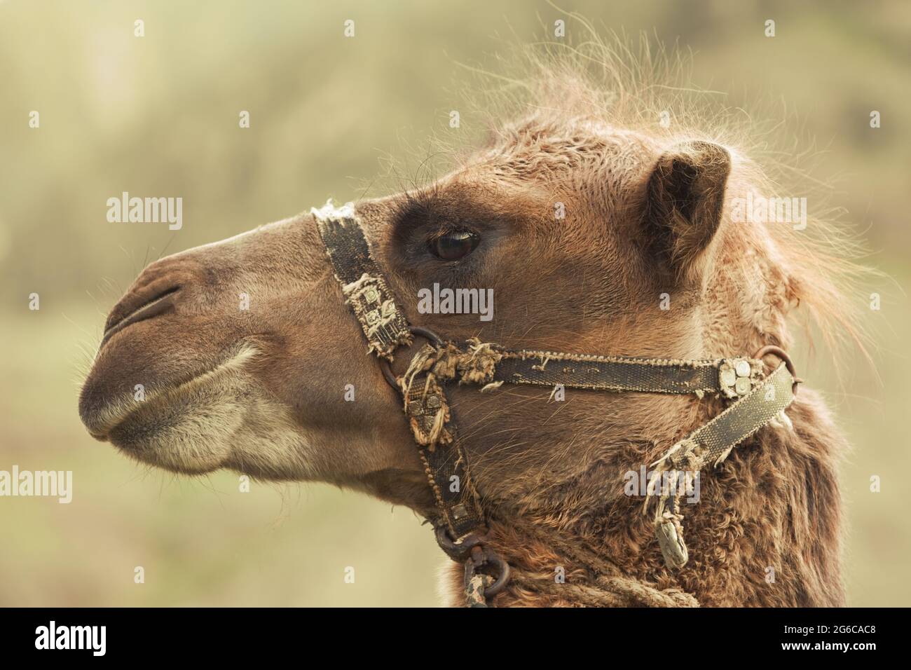 head camel with harness. Animal Stock Photo - Alamy