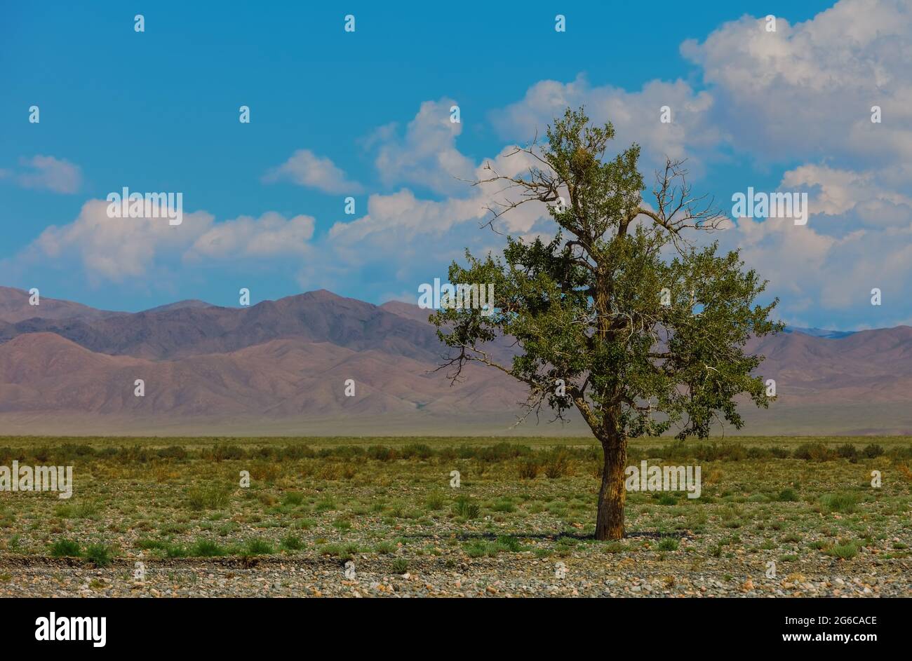 Mongolia tree hi-res stock photography and images - Alamy