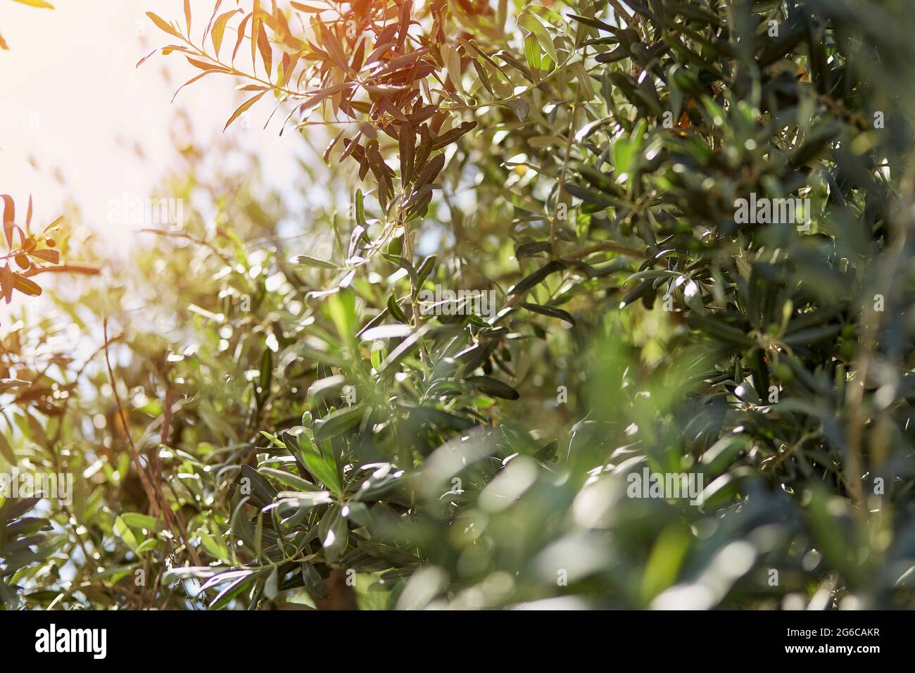 Beautiful light background of olive tree with copy space. High quality ...