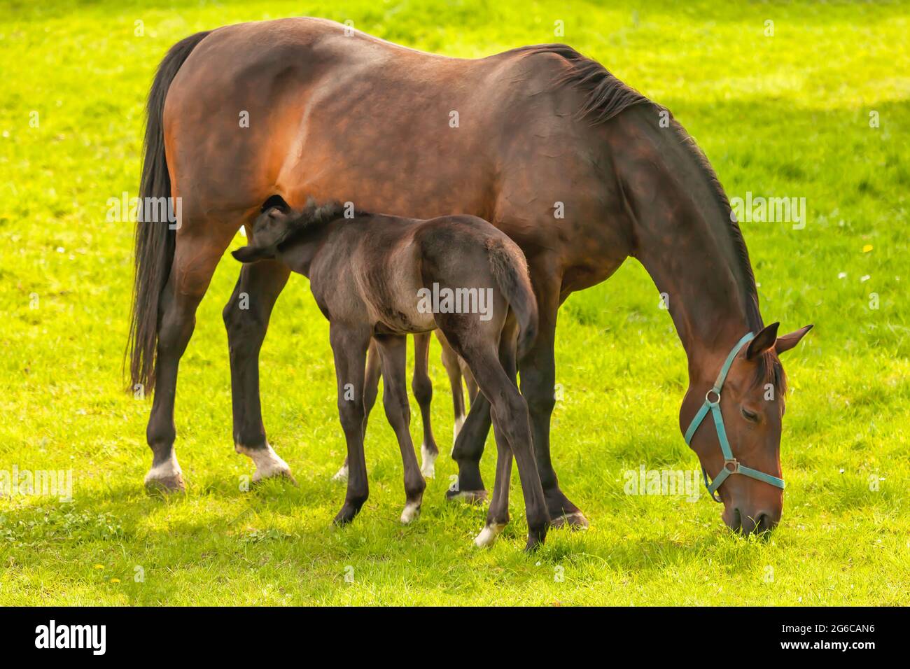 Beautiful young mare hi-res stock photography and images - Alamy