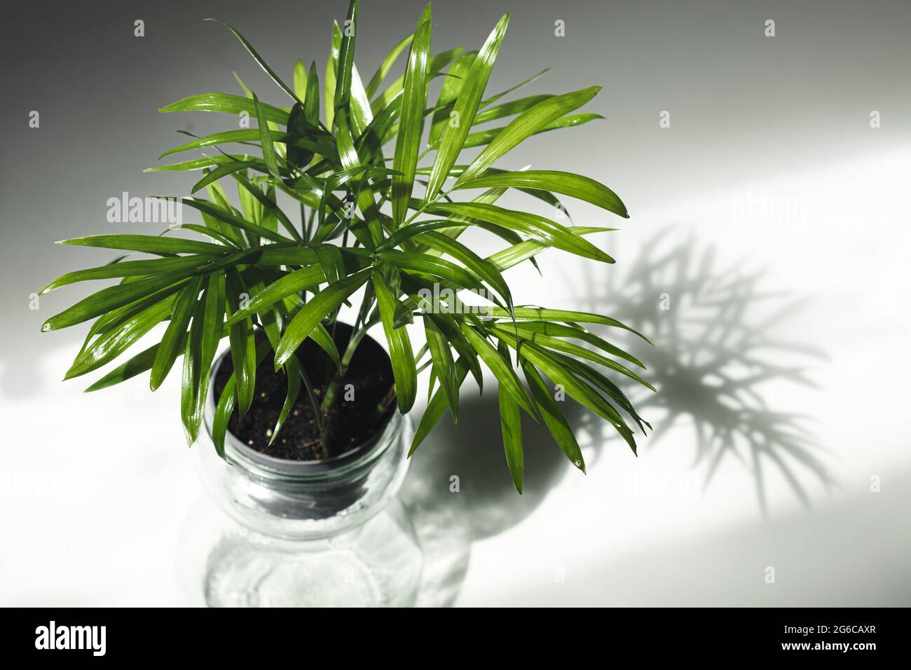 Mini plant of chamaedorea in glass jar on the white table in daylight ...