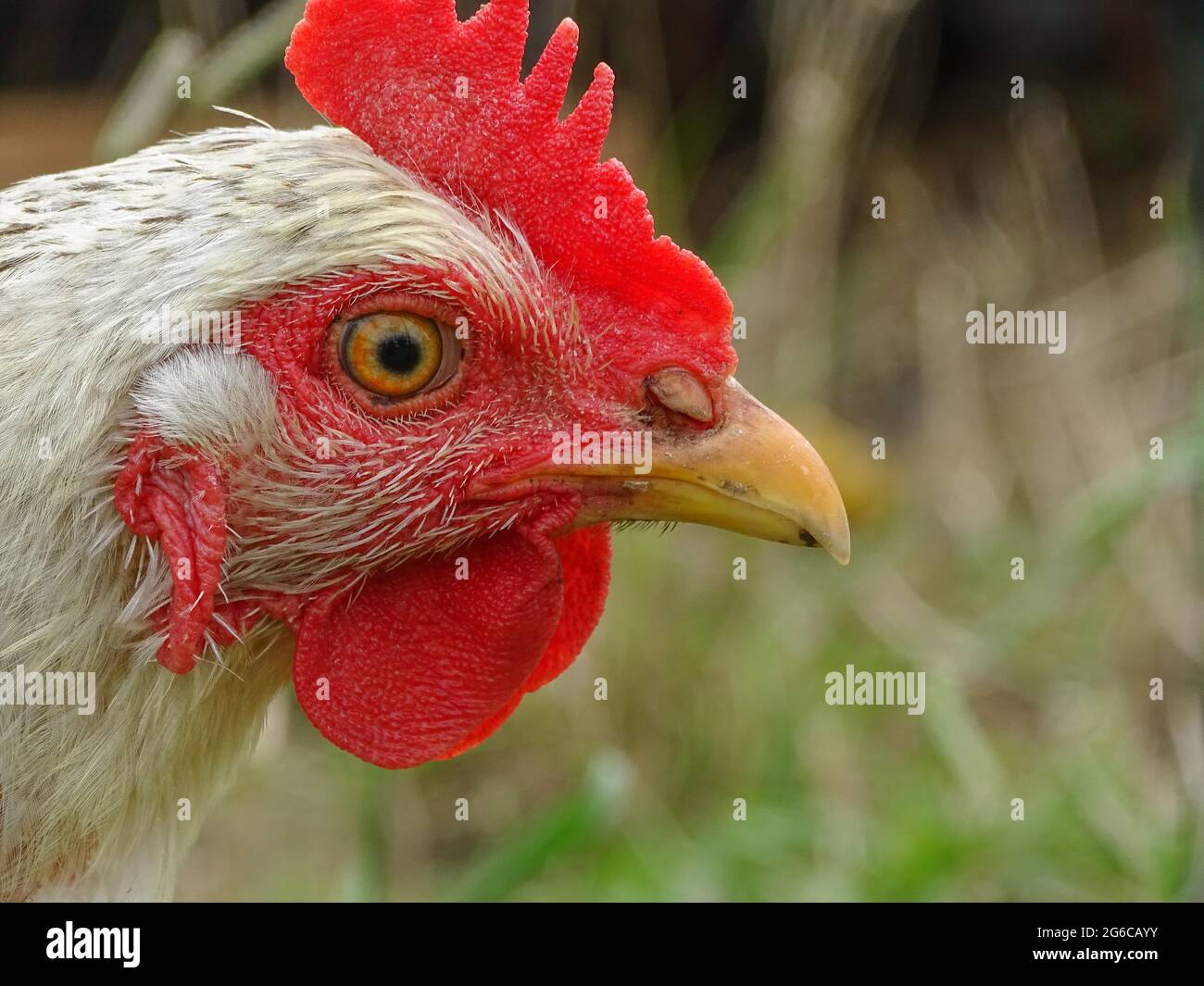 Chicken close up photo, free range animals, good life outdoors, cute ...
