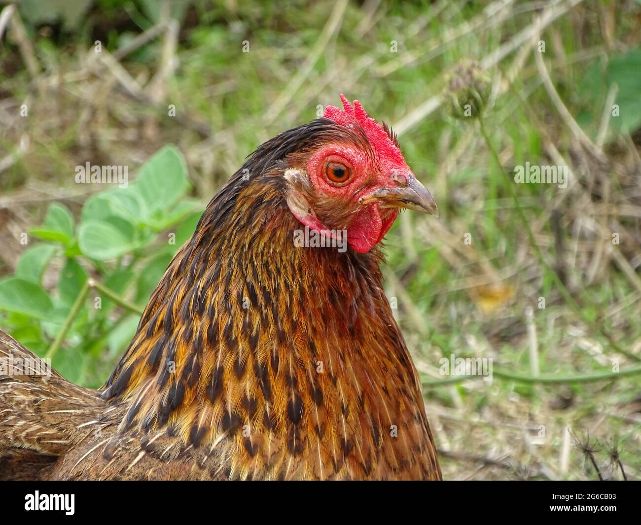 Chicken close up photo, free range animals, good life outdoors, cute ...
