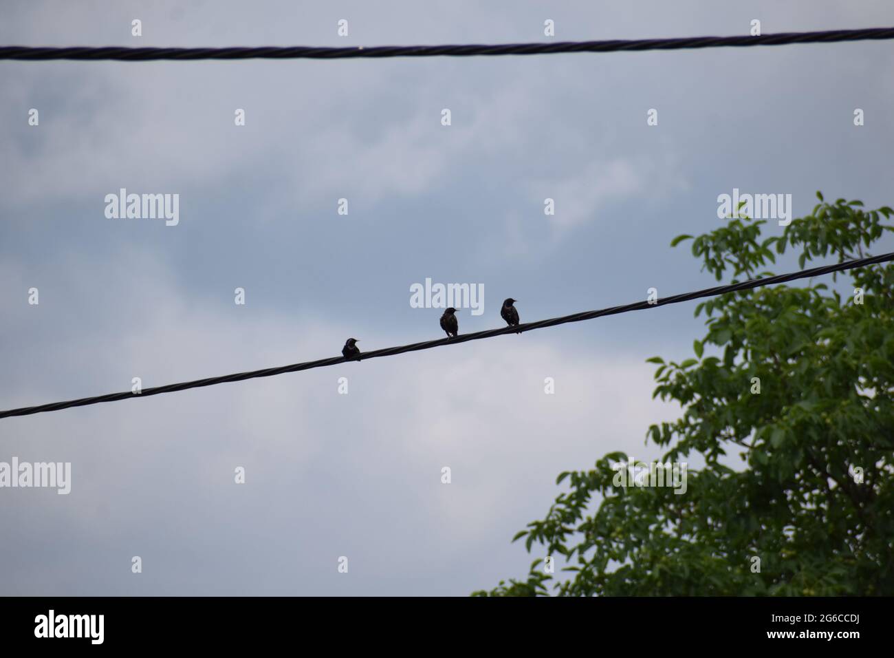 Starling wire cable line hi-res stock photography and images - Alamy