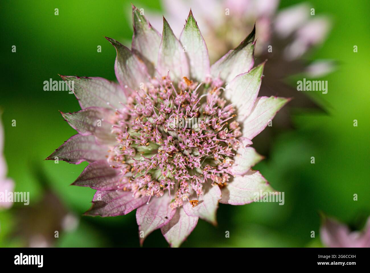 The flower of a greater masterwort (Astrantia major Stock Photo - Alamy