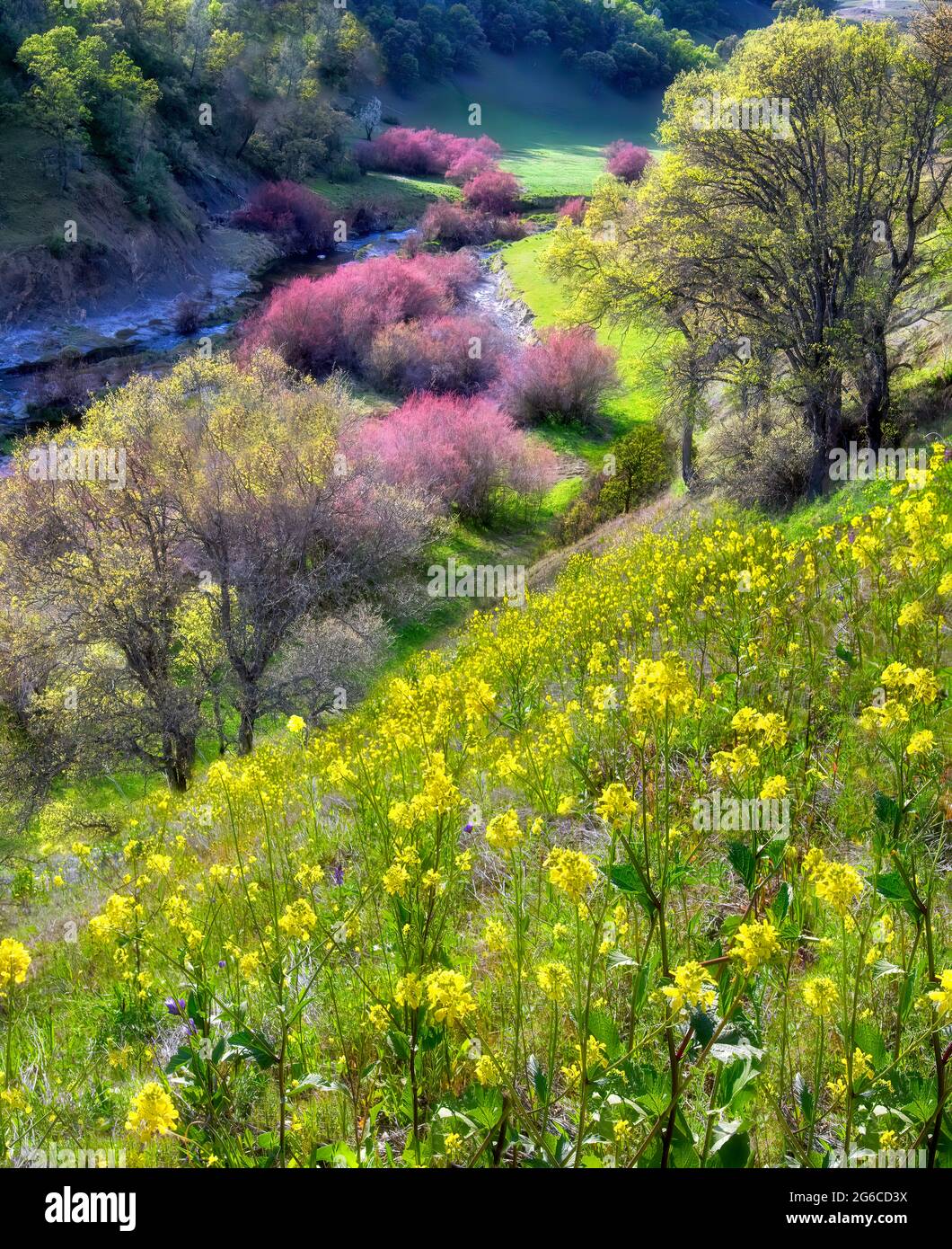 Saltcedar hi-res stock photography and images - Alamy