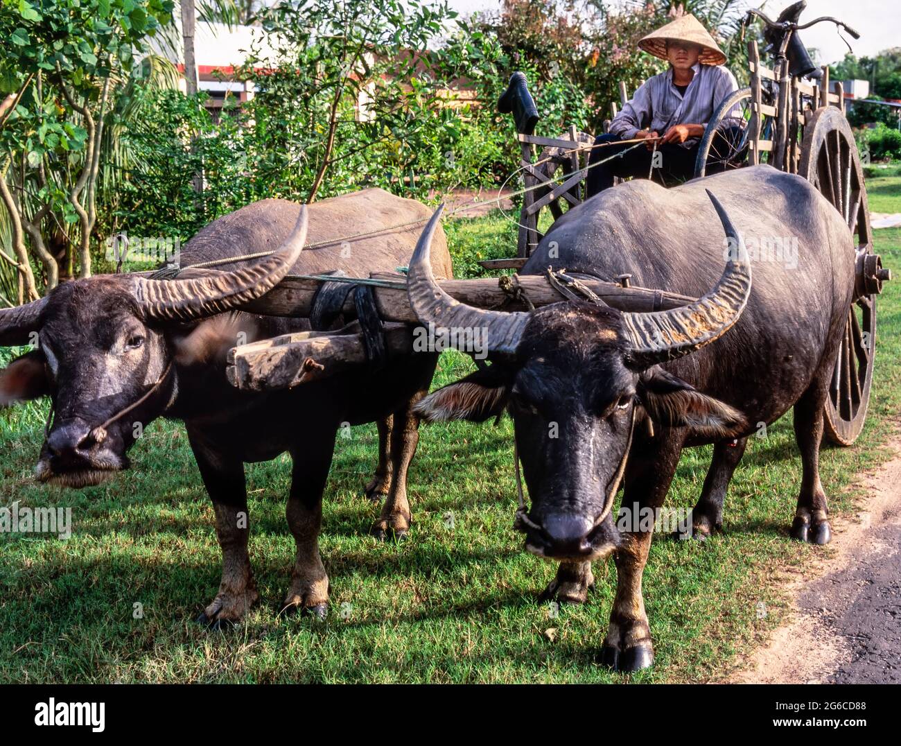 Water Buffalo Cart High Resolution Stock Photography and Images - Alamy