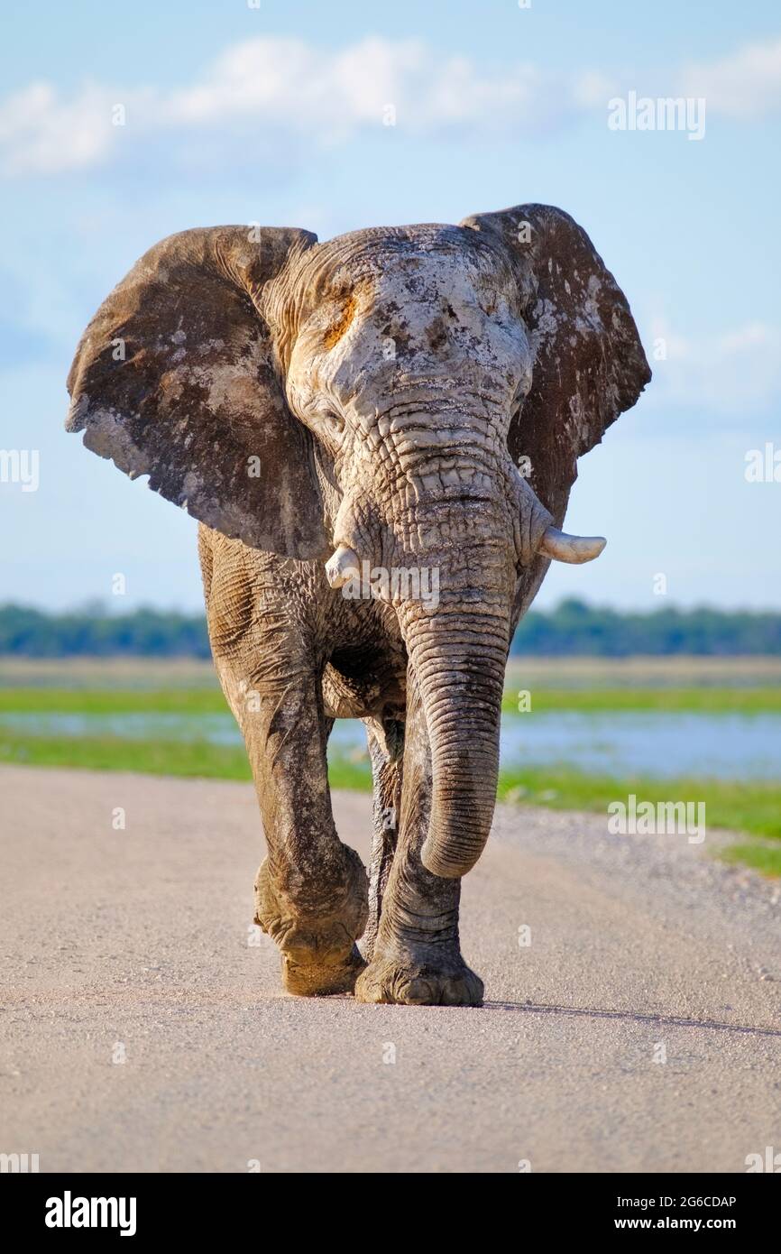 African elephant bull (Loxodonta africana) walks towards camera ...