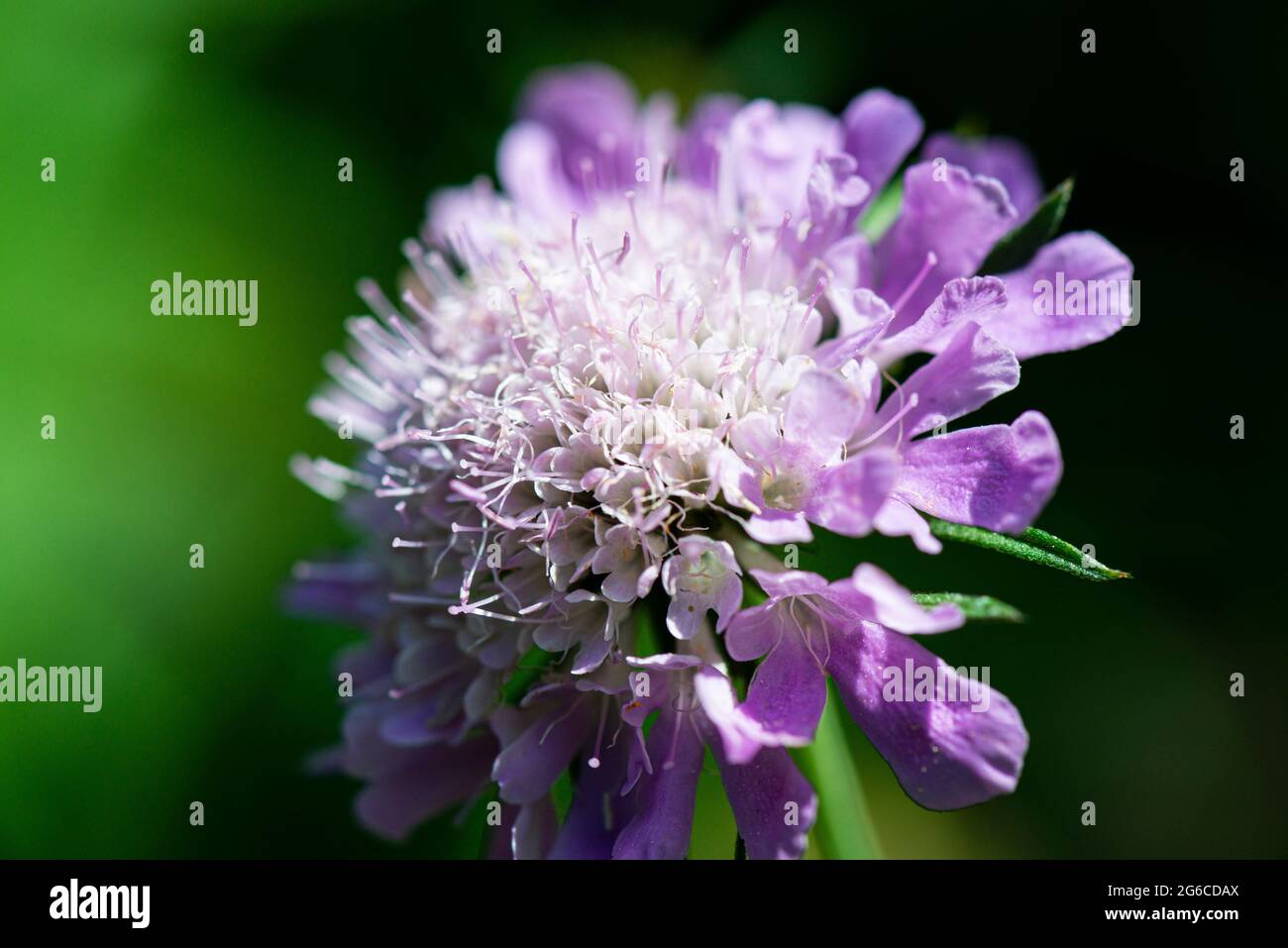 close up of the flower head of a scabious (Scabiosa Stock Photo - Alamy