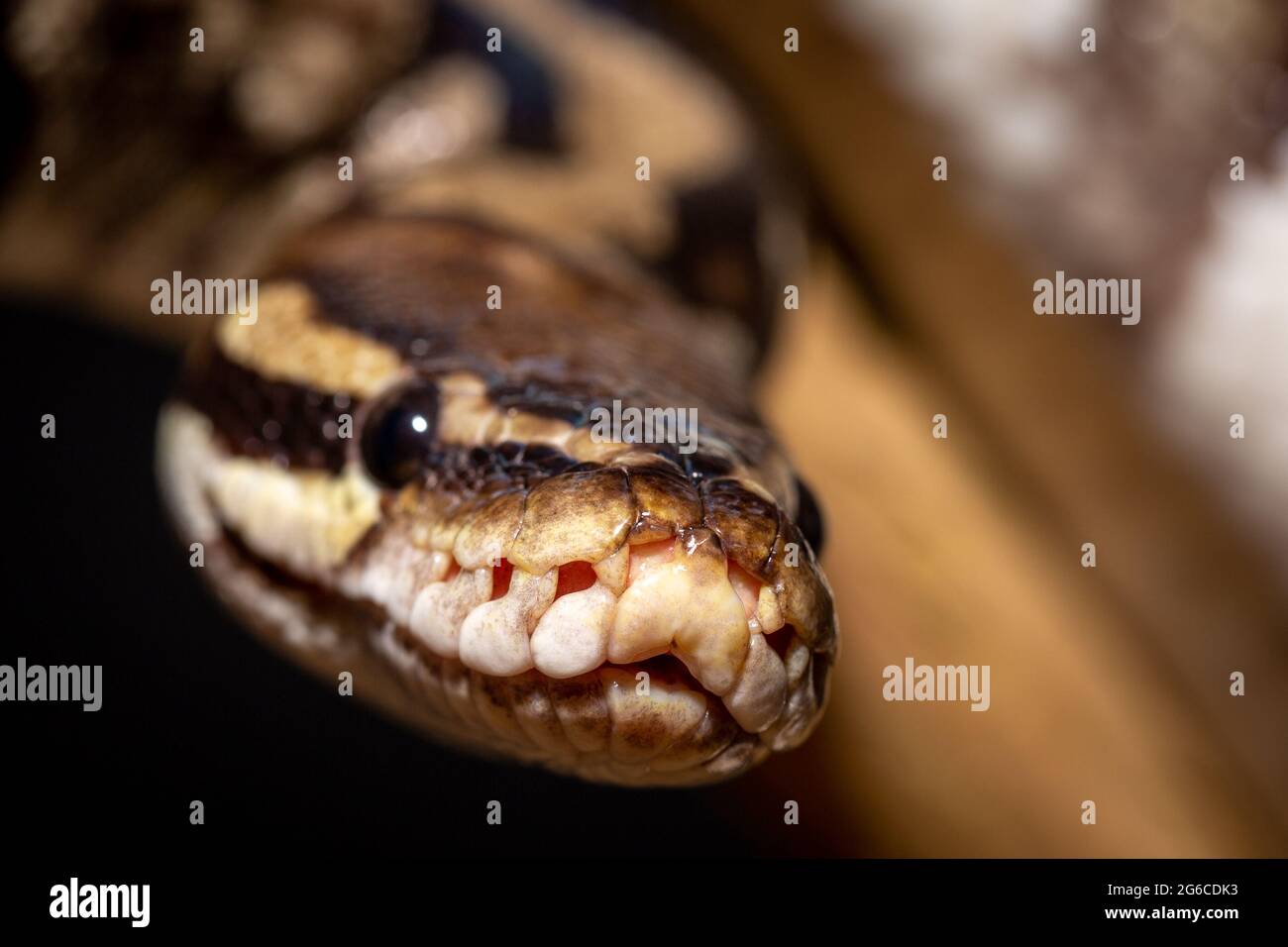 Royal Python (Python regius) Studio Photography Stock Photo - Alamy