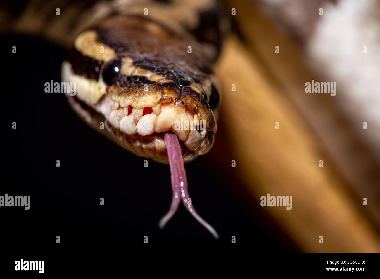 Royal Python (Python regius) Studio Photography Stock Photo - Alamy