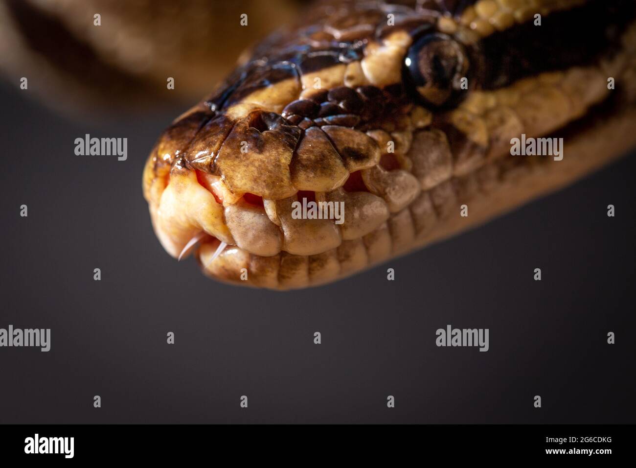 Royal Python (Python regius) Studio Photography Stock Photo - Alamy