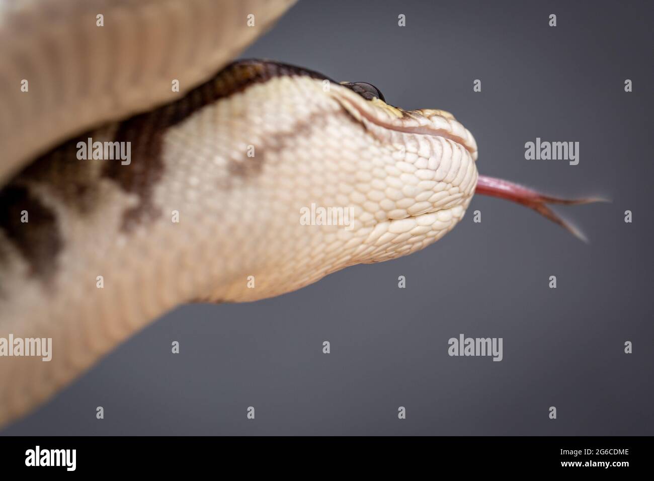 Royal Python (Python regius) Studio Photography Stock Photo - Alamy