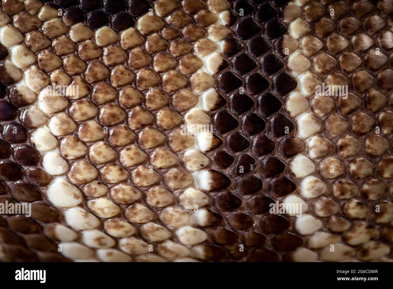 Royal Python (Python regius) Studio Photography Stock Photo - Alamy