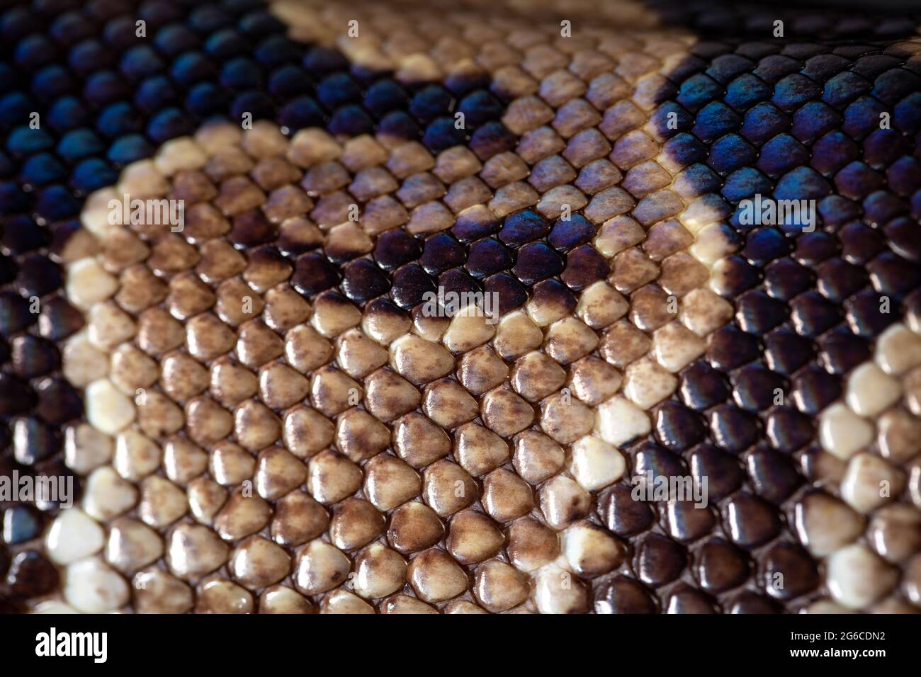 Royal Python (Python regius) Studio Photography Stock Photo - Alamy