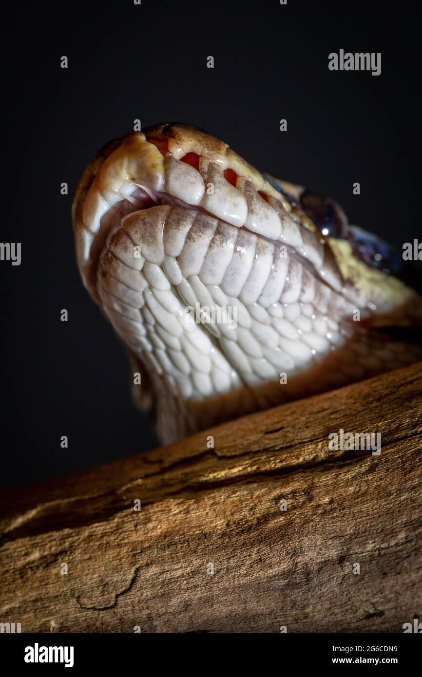 Royal Python (Python regius) Studio Photography Stock Photo - Alamy