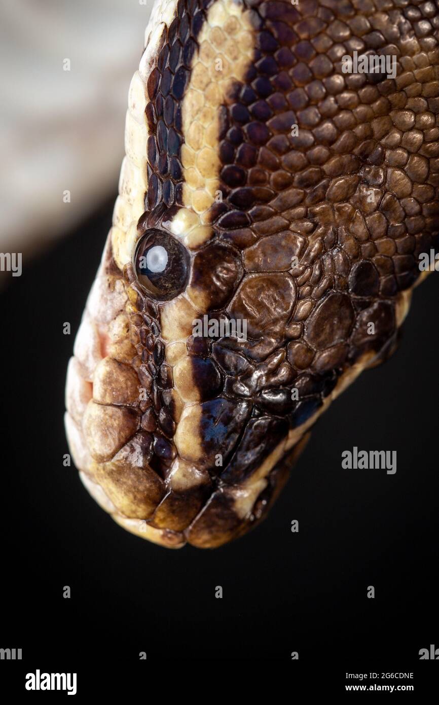 Serpentes squamates hi-res stock photography and images - Alamy
