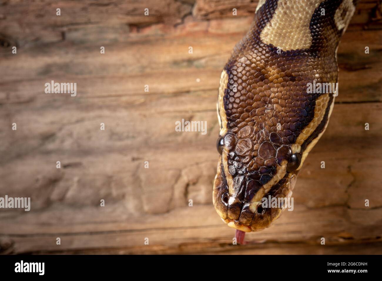 Serpentes squamates hi-res stock photography and images - Alamy