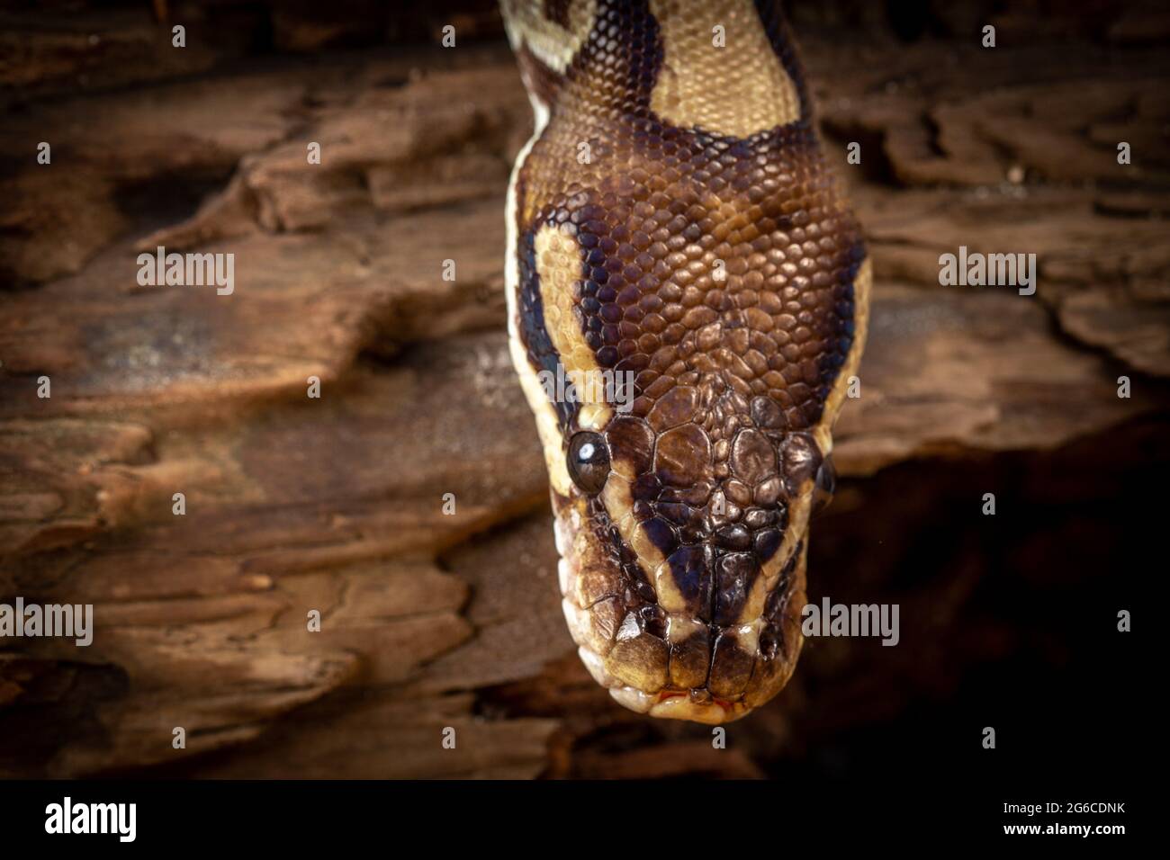 Pythonidae hi-res stock photography and images - Alamy