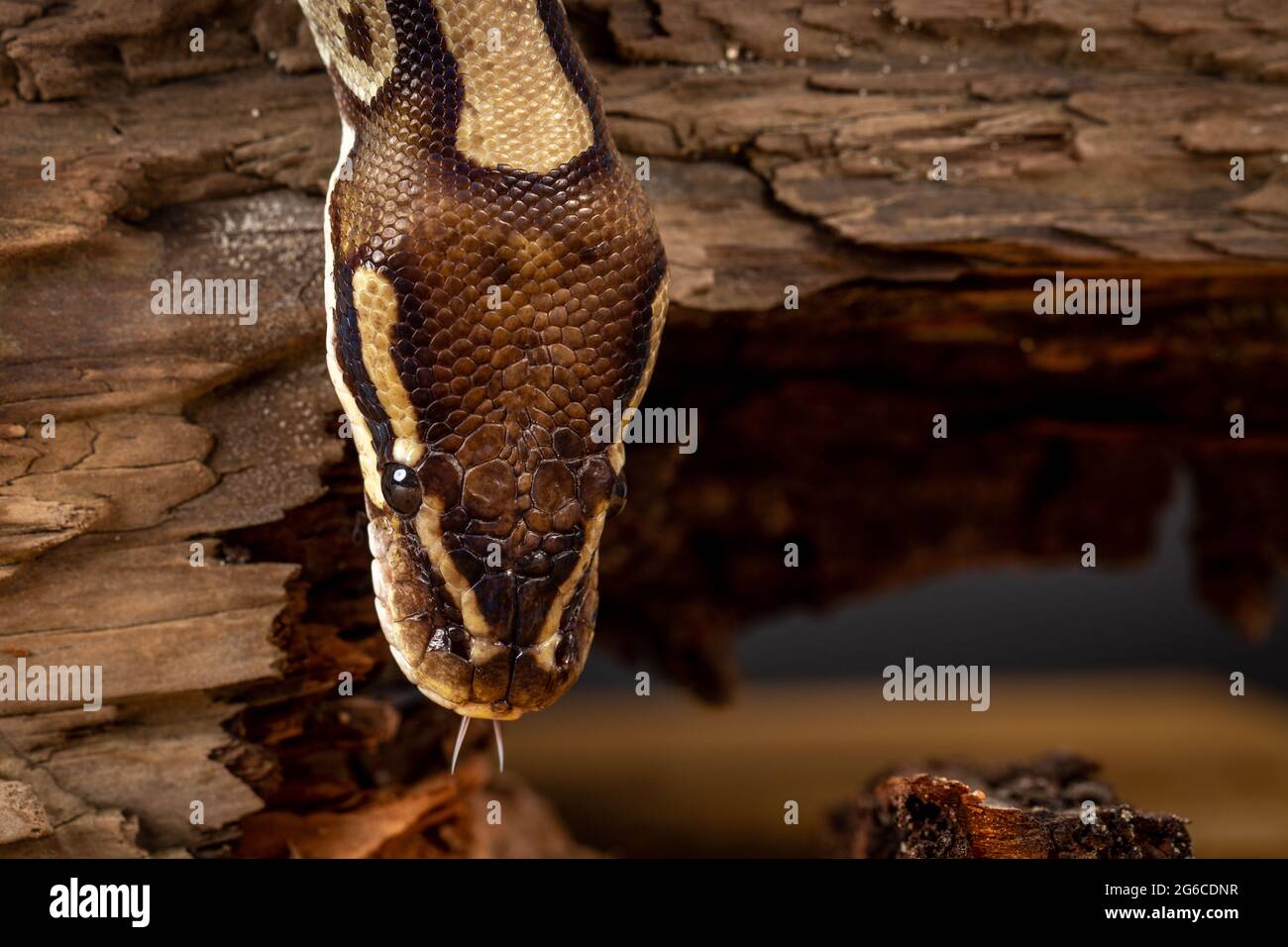 Serpentes squamates hi-res stock photography and images - Alamy