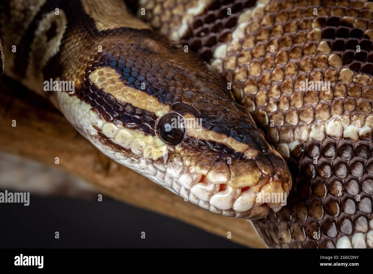 Python pythonidae hi-res stock photography and images - Alamy