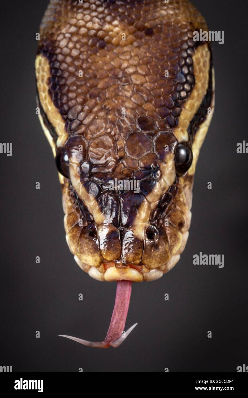 Royal Python (Python regius) Studio Photography Stock Photo - Alamy