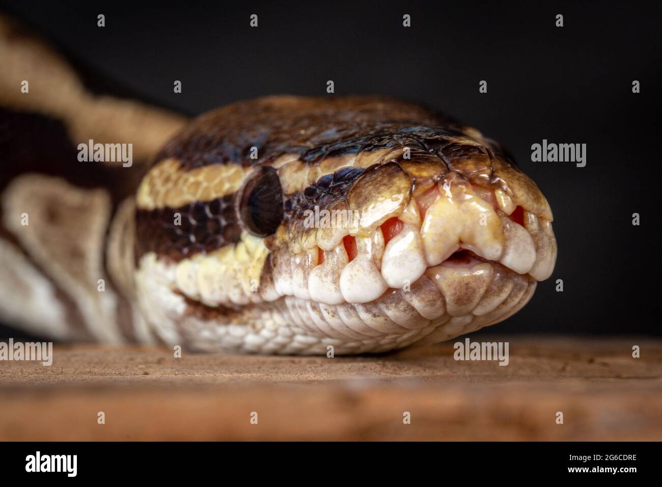 Serpentes squamates hi-res stock photography and images - Alamy
