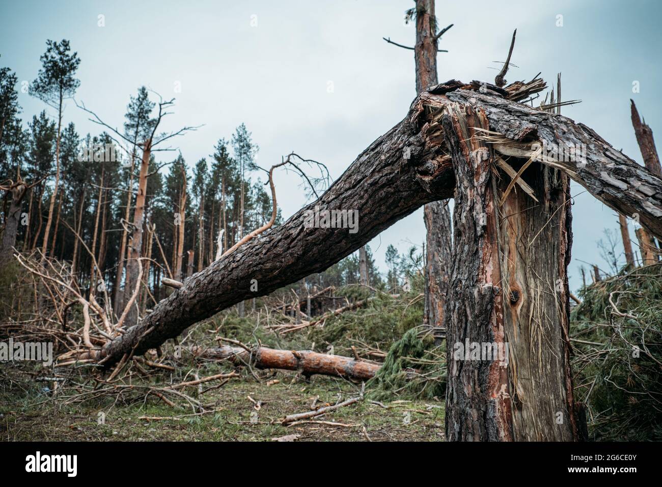 Fallen pine tree hi-res stock photography and images - Alamy