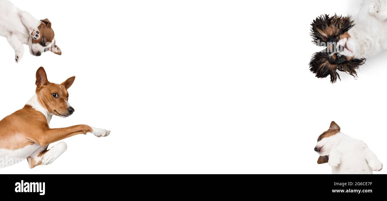 Art collage made of funny dogs different breeds posing isolated over ...