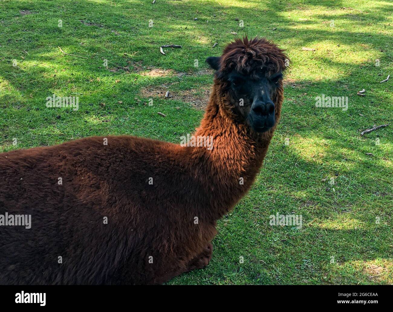 Beautiful alpaka hi-res stock photography and images - Alamy