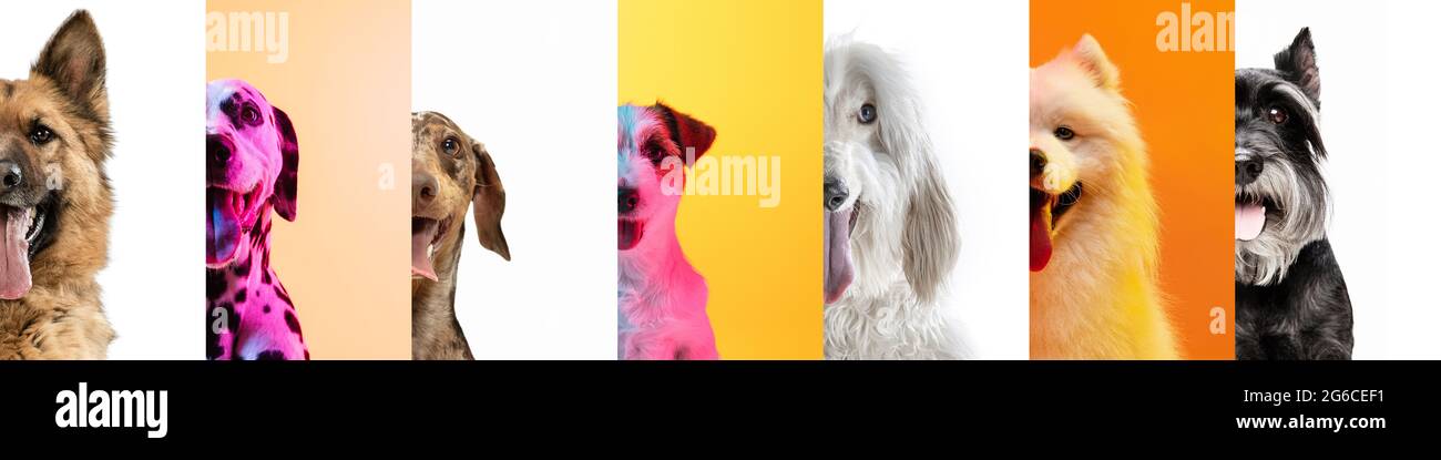 Art collage made of funny dogs different breeds on multicolored studio ...