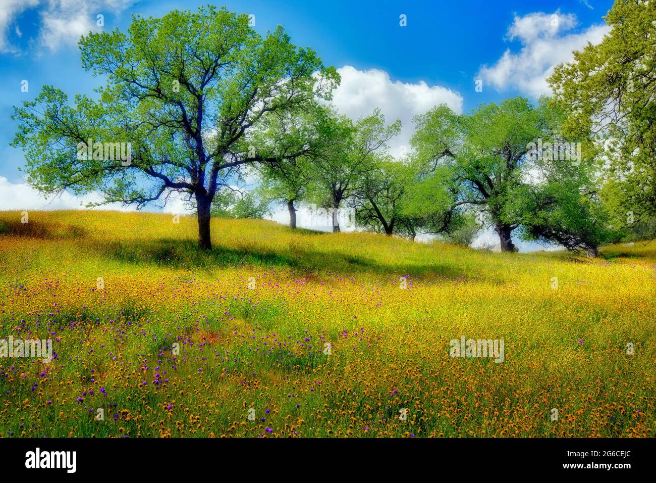 Fiddleneck flowers (Asinckia retrorsa) and blue dick flowers ...