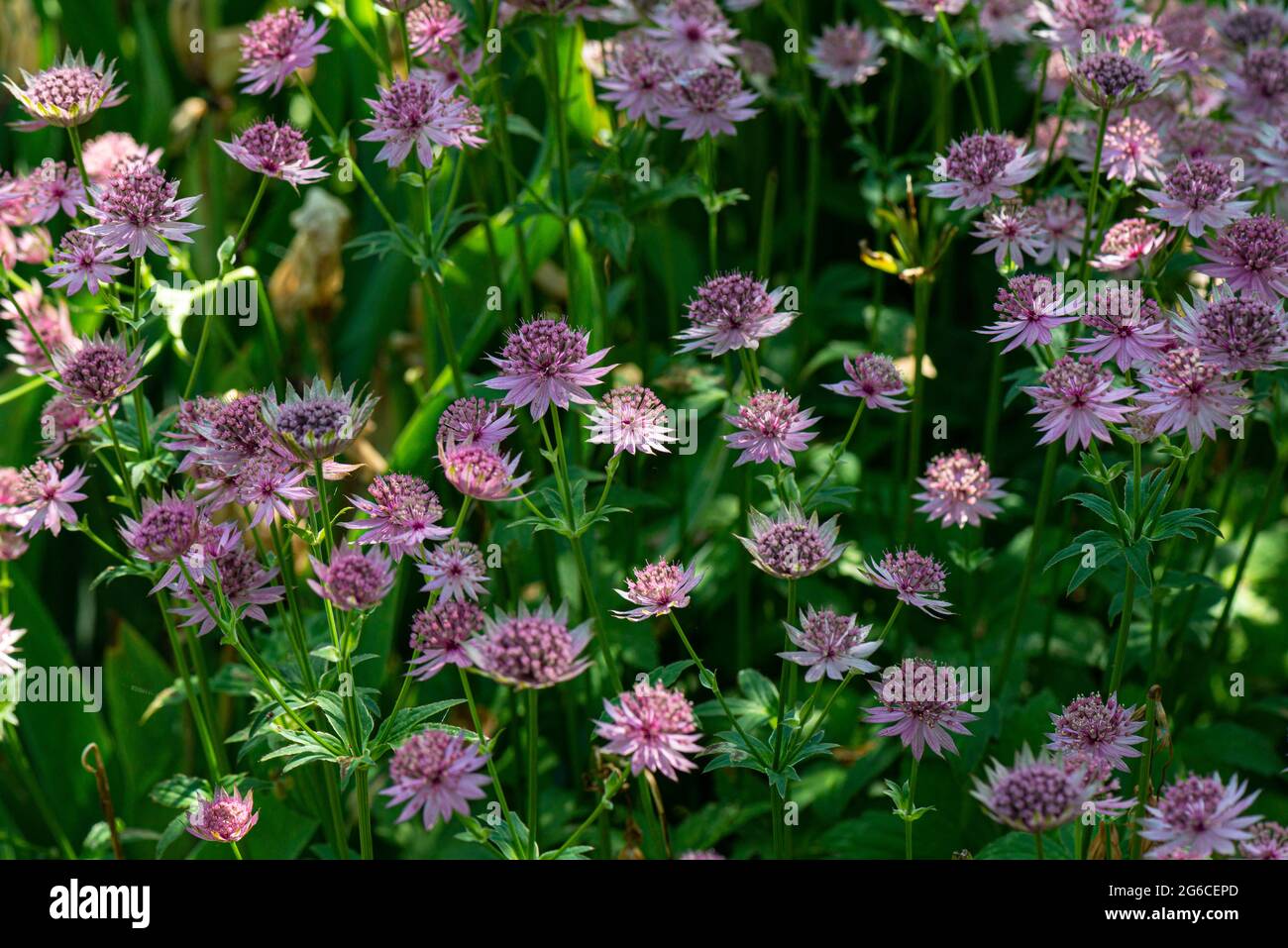 Greater masterwort (Astrantia major Stock Photo - Alamy