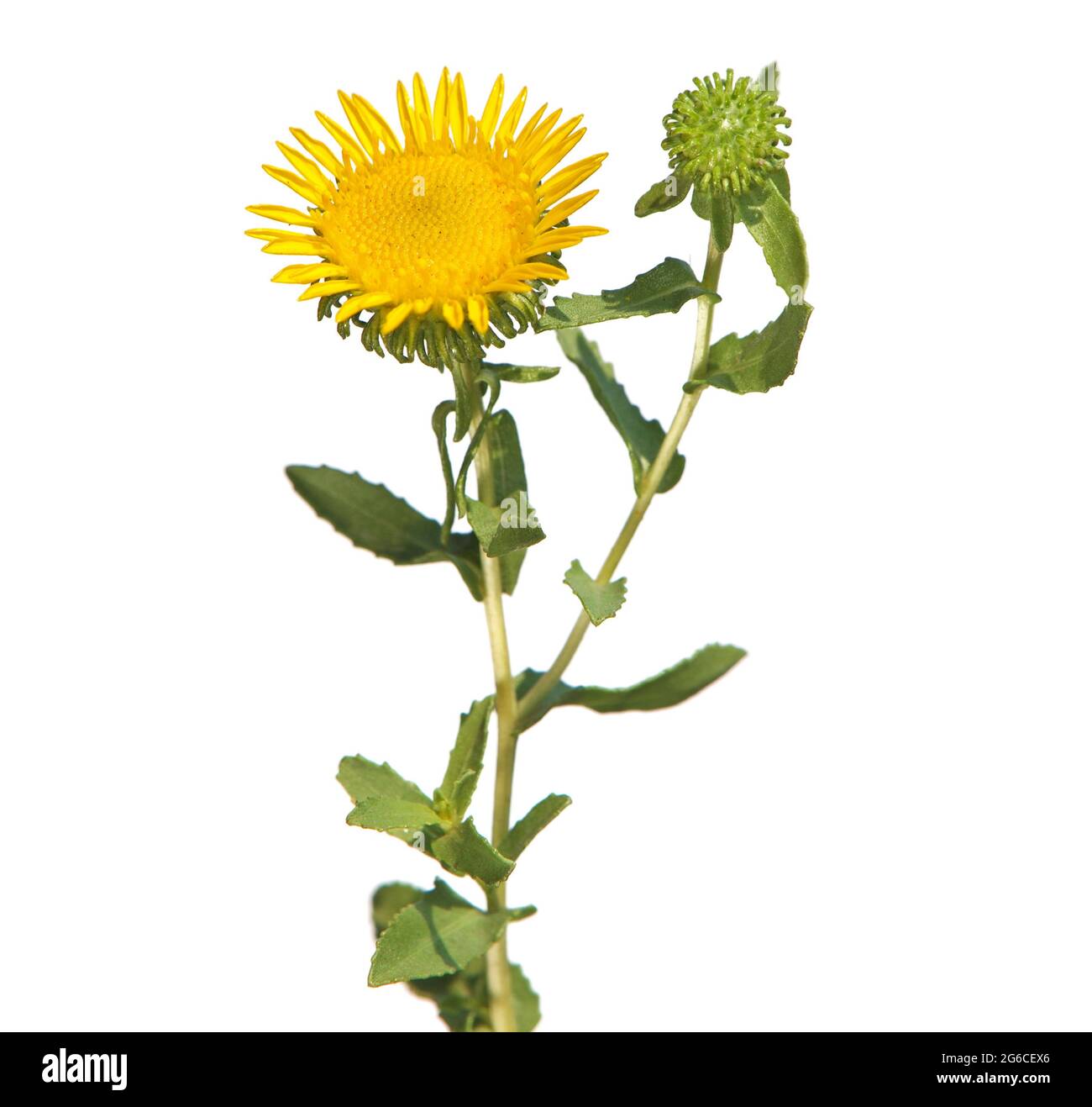 Yellow flower of curlycup gumweed isolated on white, Grindelia ...