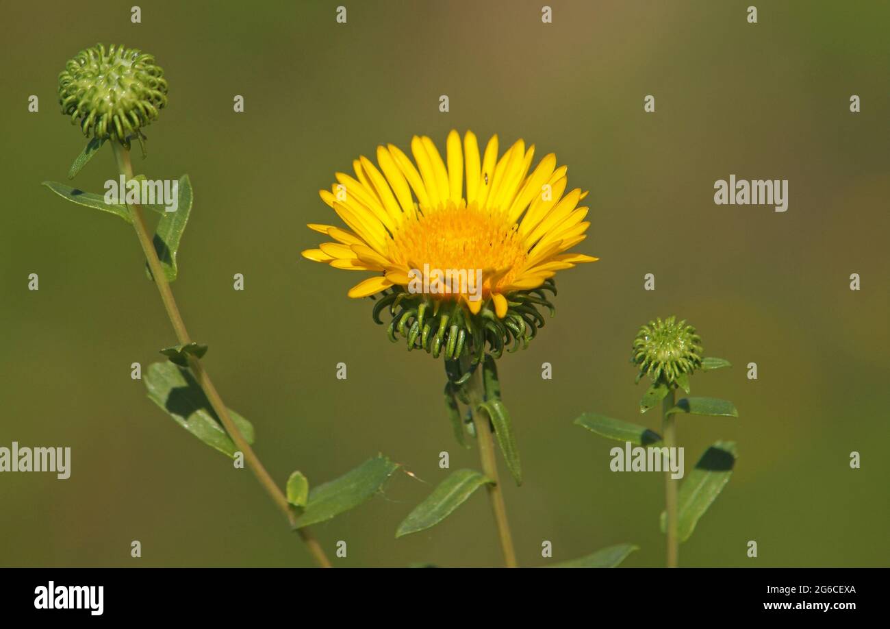 Curlycup gumweed hi-res stock photography and images - Alamy