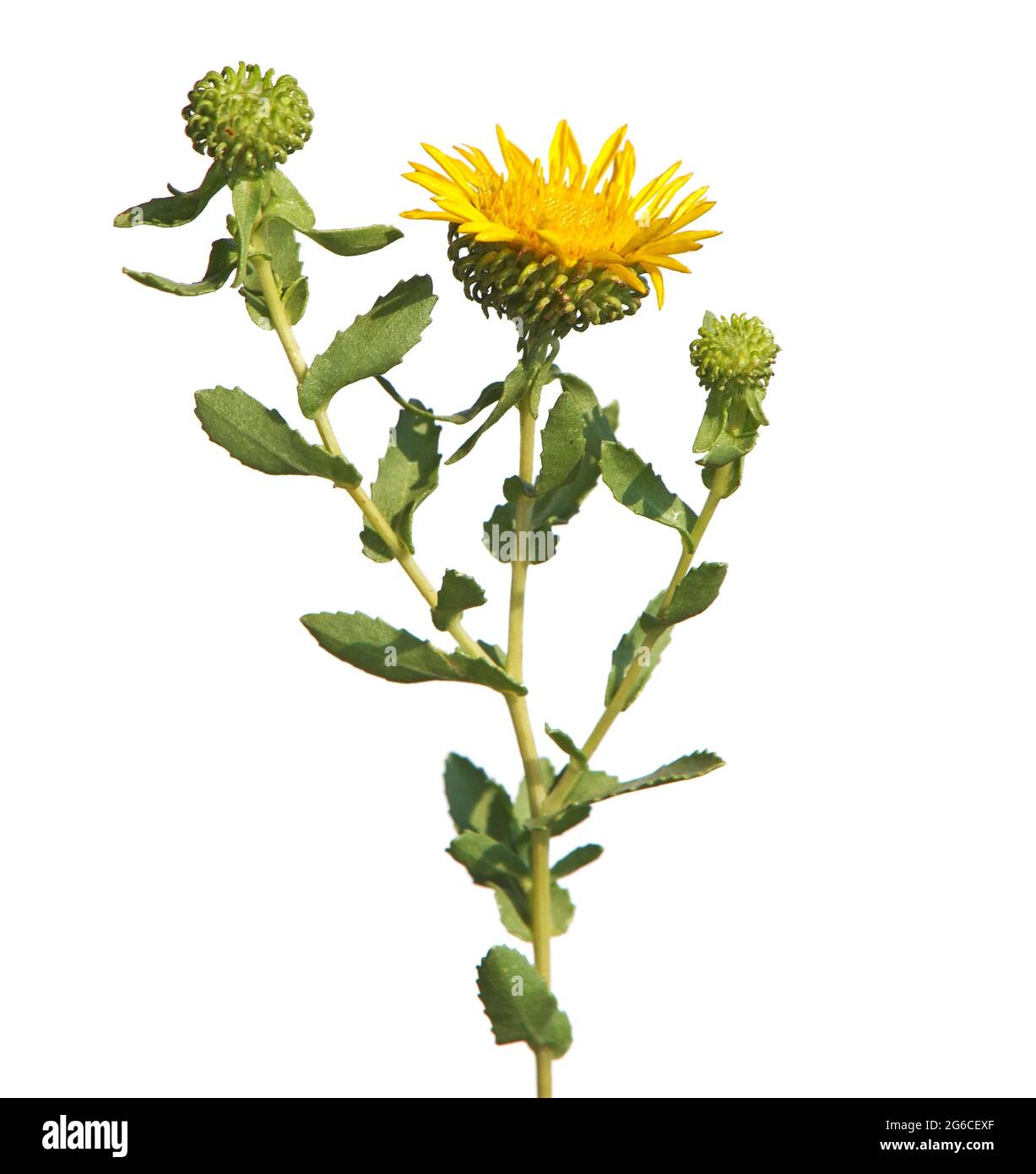 Yellow flower of curlycup gumweed isolated on white, Grindelia ...
