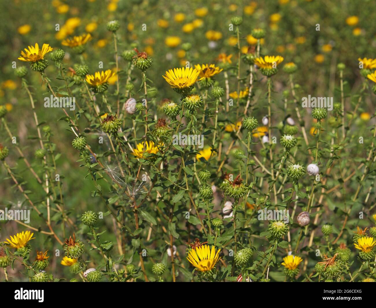 Yellow flower of curlycup gumweed, Grindelia squarrosa Stock Photo - Alamy