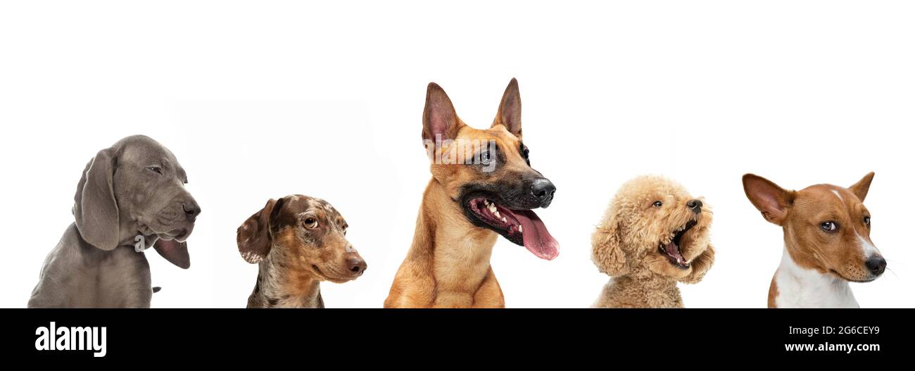 Art collage made of funny dogs different breeds posing isolated over ...