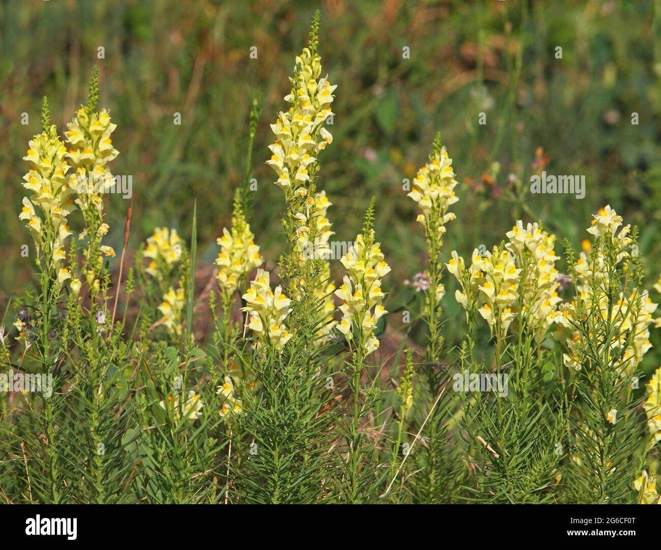 Yellow flower of common toadflax or butter-and-eggs. Linaria vulgaris ...