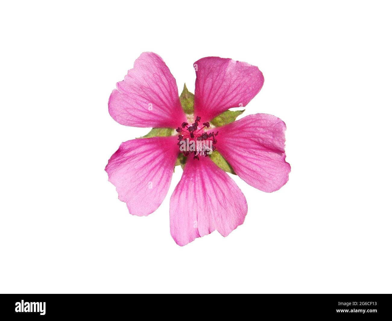 Pink flower of mallow isolated on white Stock Photo - Alamy