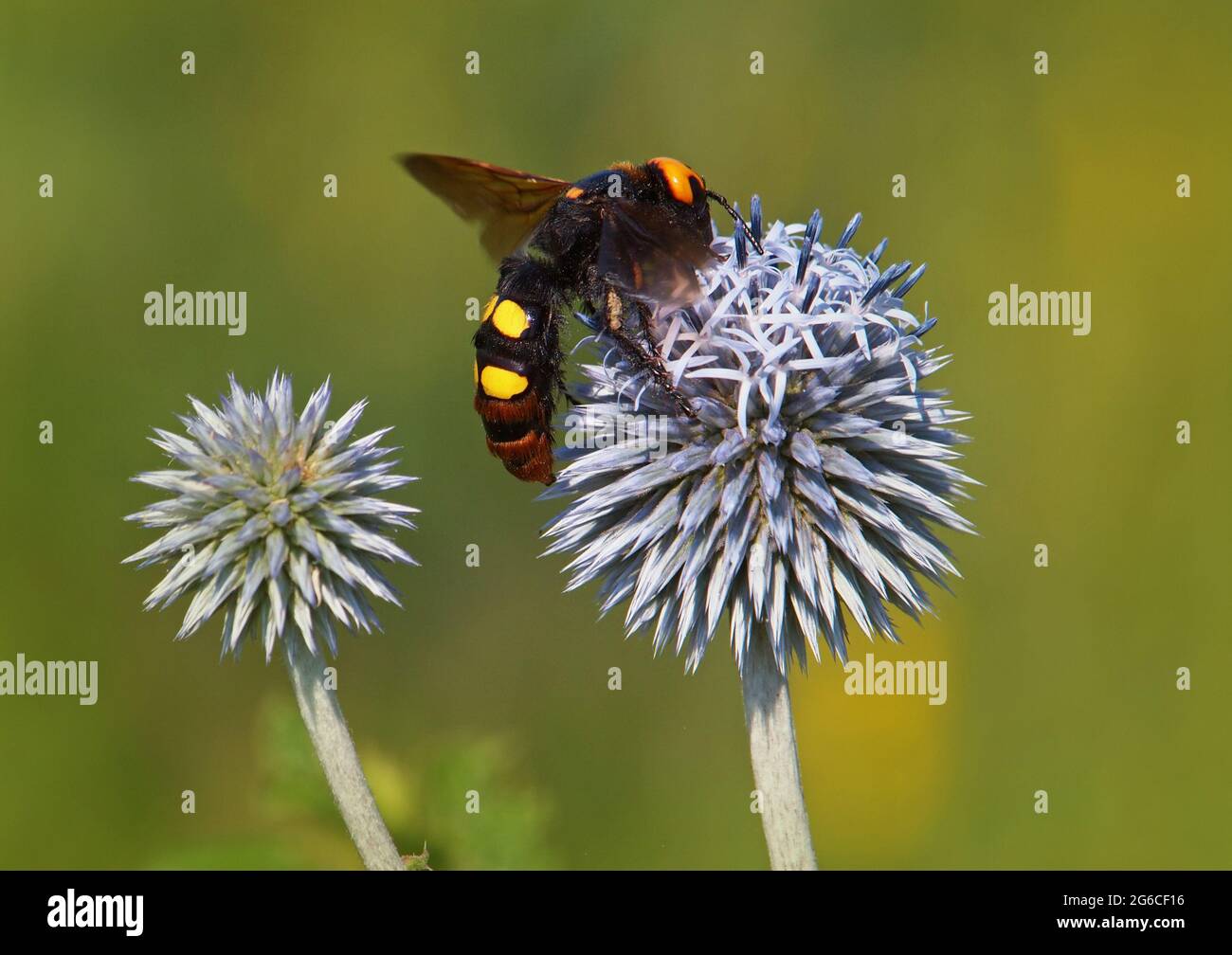 Mammoth Wasp female, Megascolia maculata maculata, on blooming Globe ...