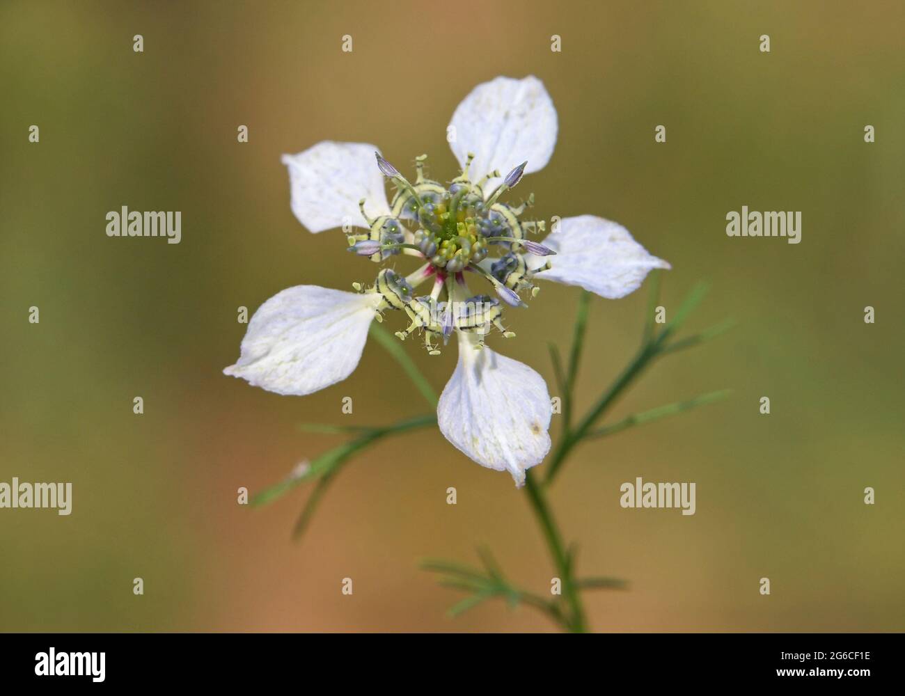 Blue devil weed hi-res stock photography and images - Alamy