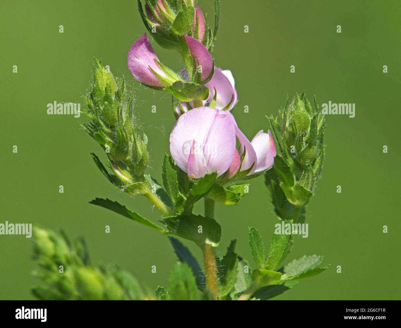 Field Restharrow blooming, Ononis arvensis Stock Photo - Alamy