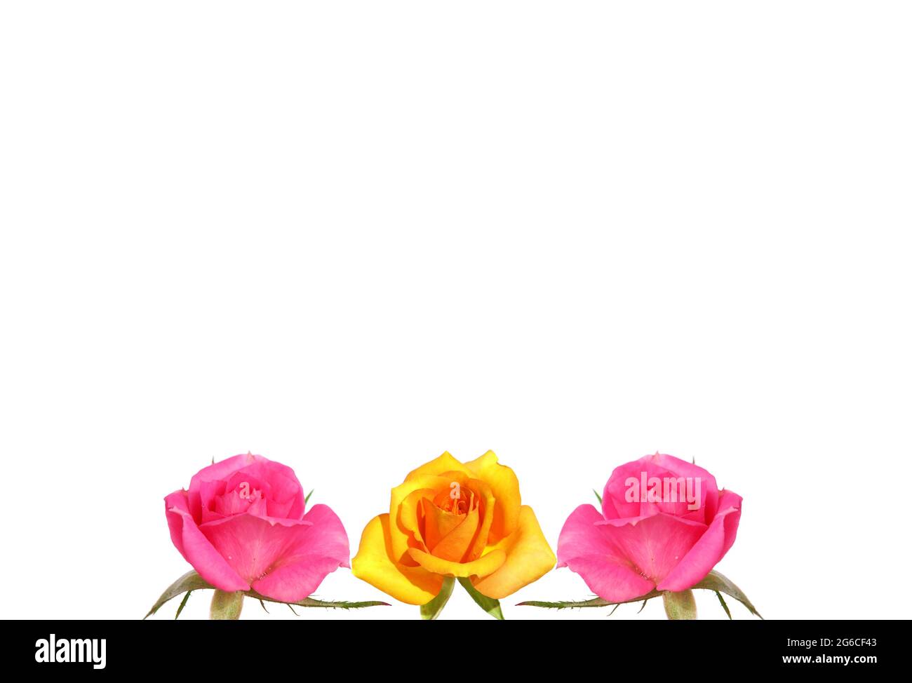 Colorful rose flower frame isolated on white Stock Photo - Alamy